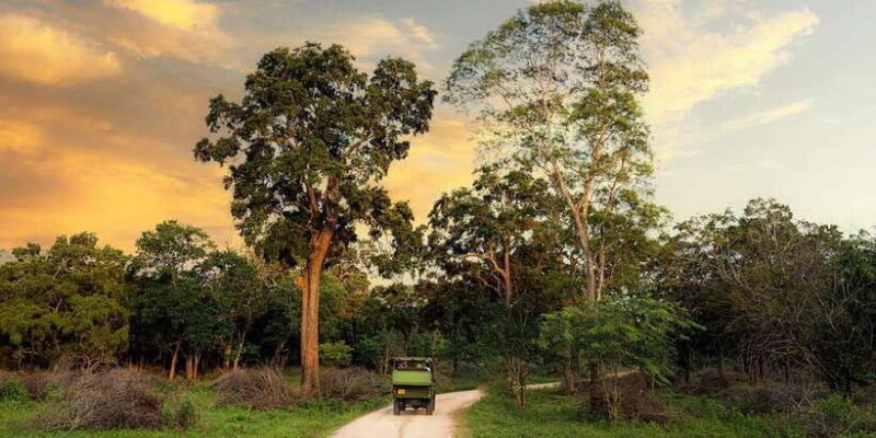 Yala National Park -Morning or Afternoon Leopard Safari Tour - The Cost-Benefit Analysis