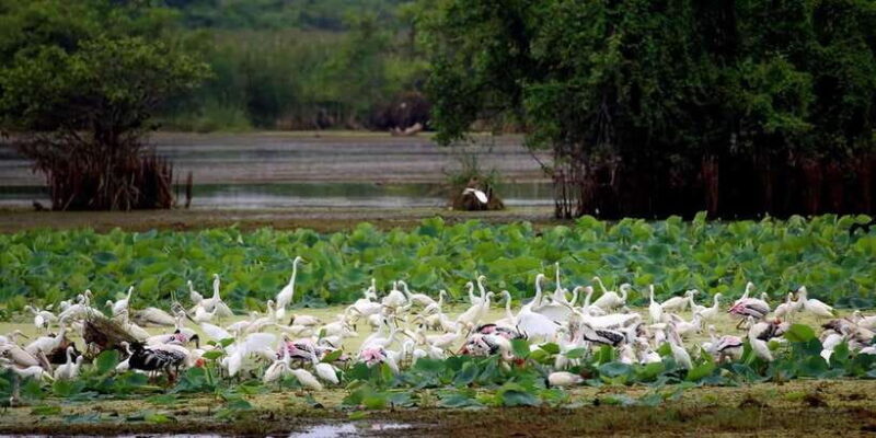 Yala National Park -Morning or Afternoon Leopard Safari Tour - Final Thoughts: Is This Tour Right for You?