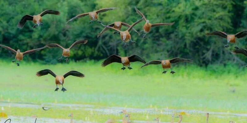 Yala National Park -Morning or Afternoon Leopard Safari Tour - Frequently Asked Questions