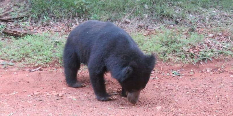 Yala National Park : Morning or Afternoon Safari ( 5 h ) - Introduction