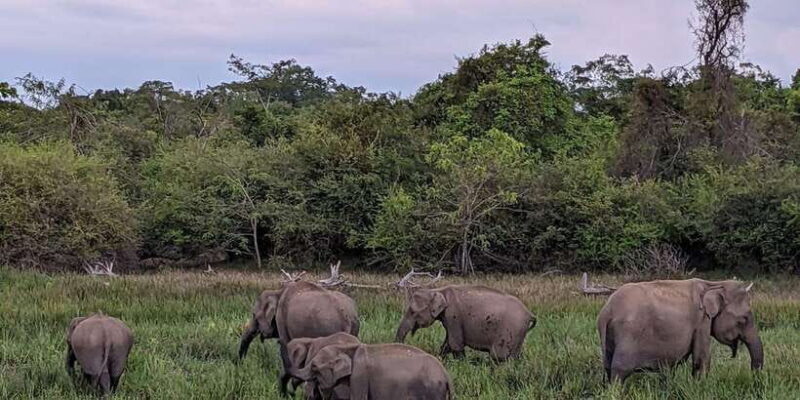 Yala National Park : Morning or Afternoon Safari ( 5 h ) - Key Points