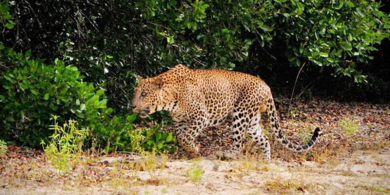 Yala National Park : Morning or Afternoon Safari ( 5 h ) - The Value of the Tour