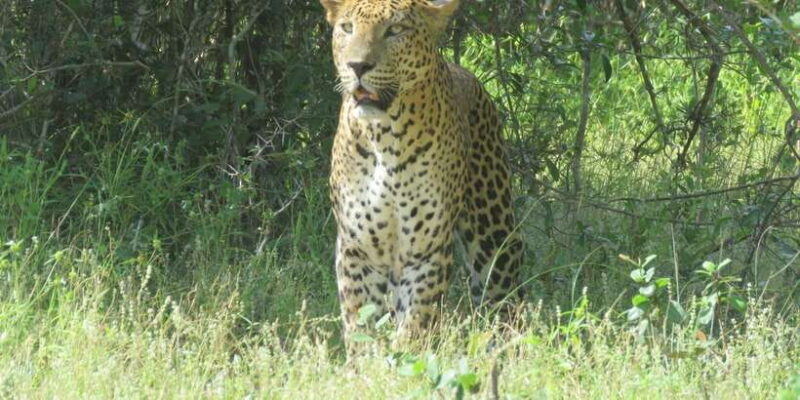 Yala National Park : Morning or Afternoon Safari ( 5 h ) - Who Should Book This Tour?