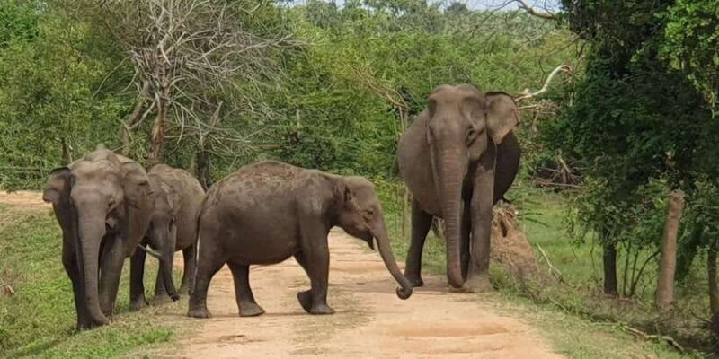 Yala National Park : Morning or Afternoon Safari ( 5 h ) - The Sum Up