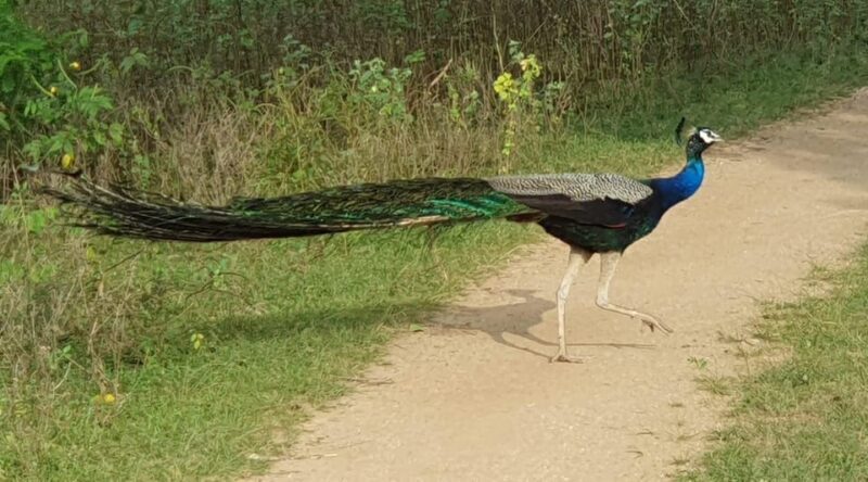 Yala National Park : Morning or Afternoon Safari ( 5 h ) - FAQ