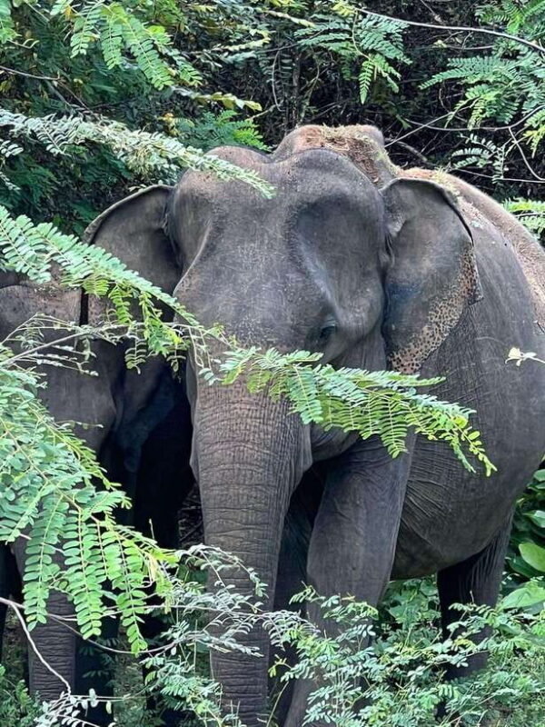 Yala National Park: Morning or Afternoon Safari Tour (5 h) - Yala National Park: Morning or Afternoon Safari Tour (5 h)