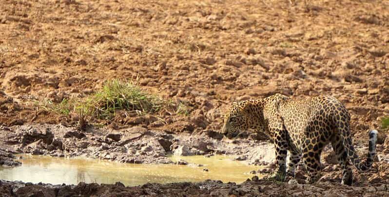 Yala National Park: Morning or Afternoon Safari Tour (5 h) - Transportation & Timing