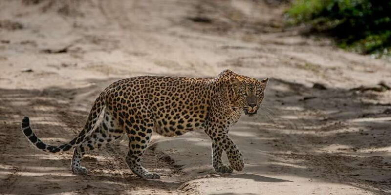 Yala National Park: Private Full Day Safari (04:00-18:00) - Authentic Reviews: What Travelers Are Saying