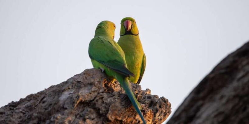 Yala National Park: Private Full Day Safari (04:00-18:00) - Final thoughts: Who is this safari ideal for?