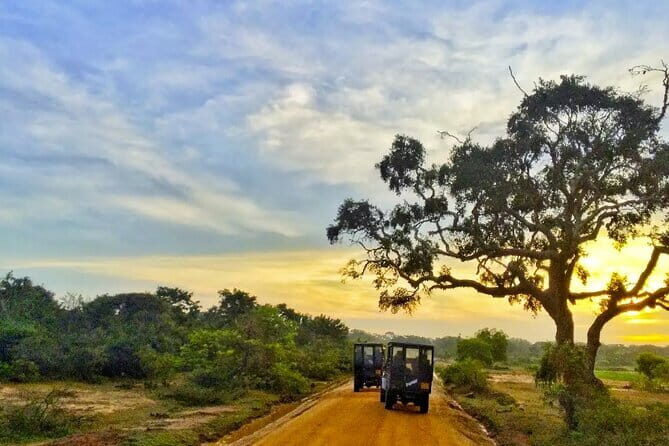 Yala National Park Private Jeep Safari From Colombo & Negombo - Key Points