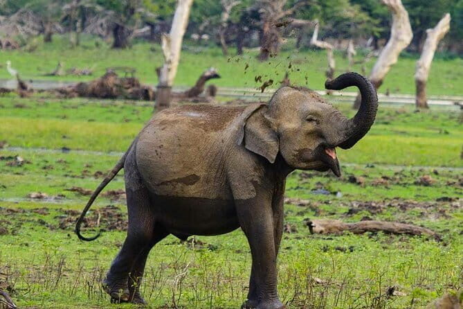 Yala National Park Private Jeep Safari From Colombo & Negombo - In-Depth Look at the Itinerary