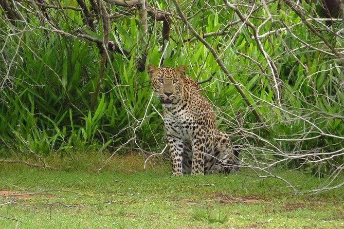 Yala National Park | Private Safari - Key Points