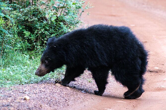 Yala National Park Private Safari - An In-Depth Look at the Yala National Park Private Safari