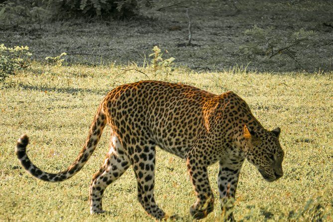 Yala National Park Private Safari - Who Should Consider This Tour?