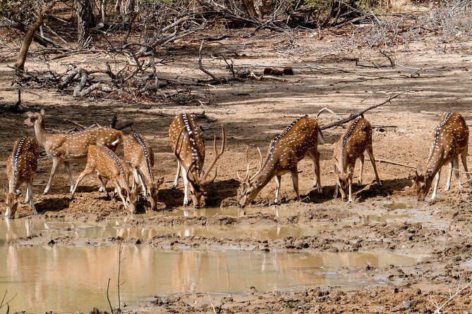 Yala National Park Private Safari - FAQ: Your Practical Questions Answered