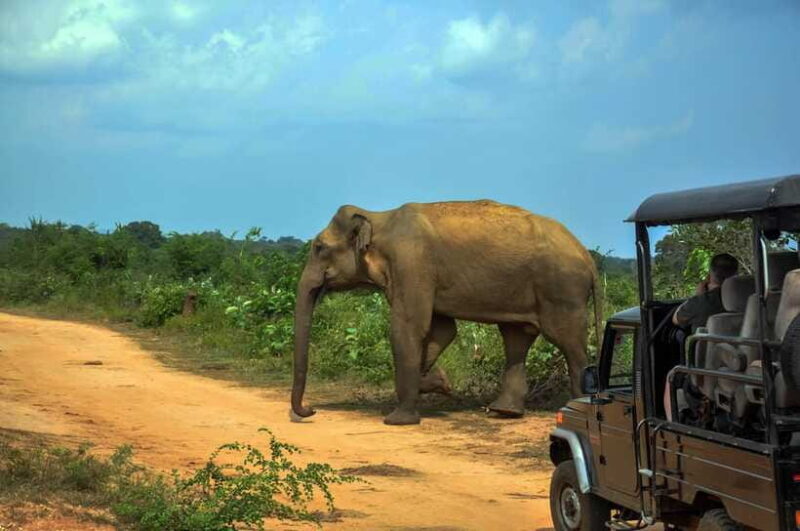 Yala National Park Private Safari from Ella - Who Should Consider This Safari?