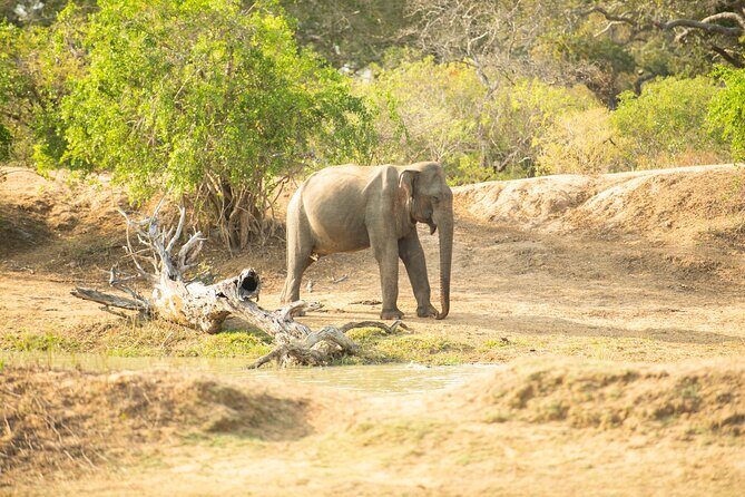 Yala National Park Private Safari Tour - The Value of This Safari
