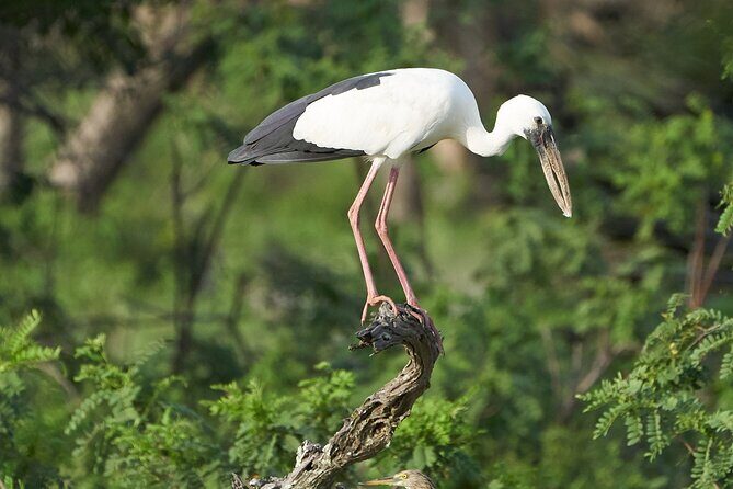 Yala National Park Private Safari Tour - Who Should Book This Tour?