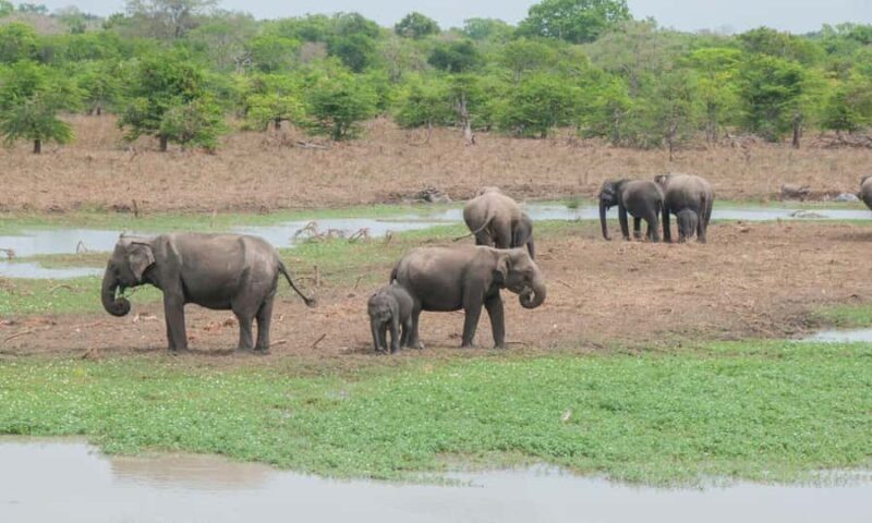 Yala National Park Private Safari Tour from Colombo/Kalutara - The Value of the Tour: Is It Worth It?