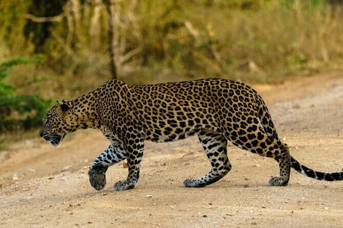 Yala National Park Private Safari with Naturalist - Is This Tour Right for You?