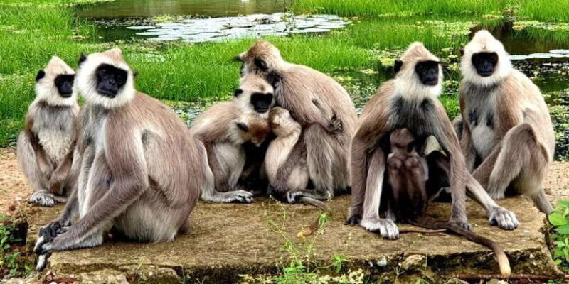 Yala National Park Safari 2 Options (7 hour & 12 hour) - Key Points