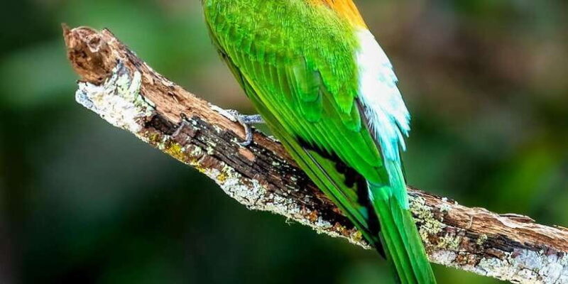 Yala National Park Safari 2 Options (7 hour & 12 hour) - The Importance of Guides and Vehicle Quality