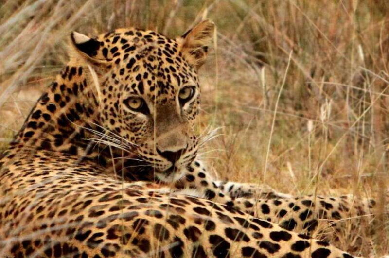 Yala National Park Safari : 3 Options ( 5 h/7 h/ 12 h ) - Who Will Love This Safari?