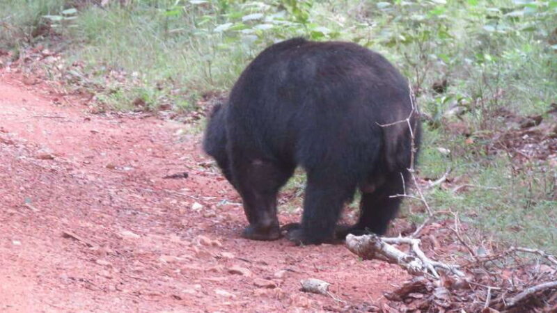 Yala National Park Safari : 3 Options ( 5 h/7 h/ 12 h ) - The Sum Up