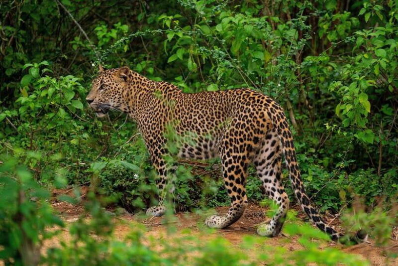 Yala National Park Safari : 7 hour Safari with Breakfast - Final Words