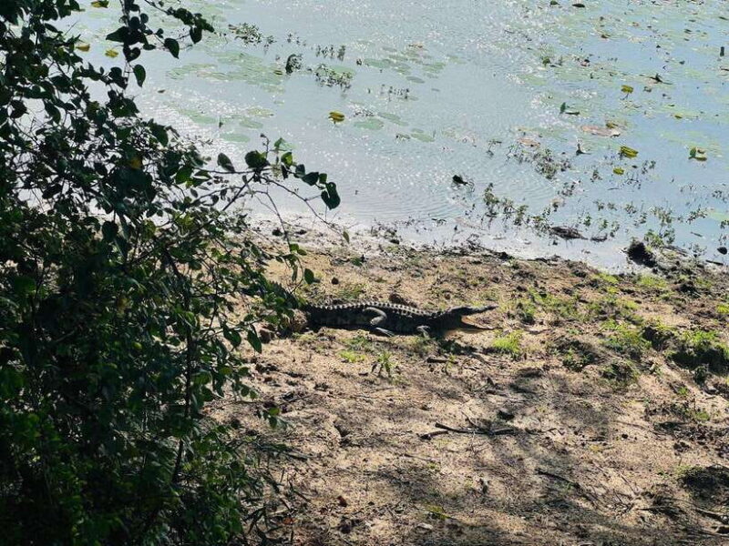 Yala National Park Safari Adventure(Half Day tour) 5 Hour - Key Points