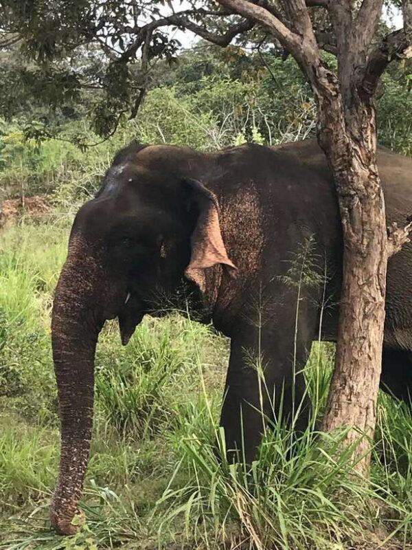 Yala National Park Safari Adventure(Half Day tour) 5 Hour - Practical Details for Planning