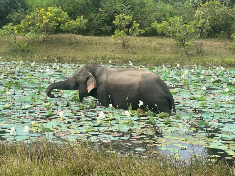 Yala National Park : Safari and Village Tour-Morning/evening - Key Points