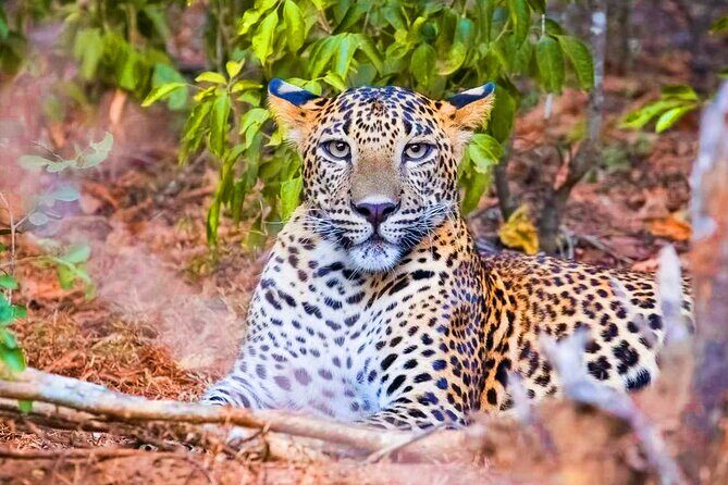 Yala National Park Safari from Ahungalla - Key Points