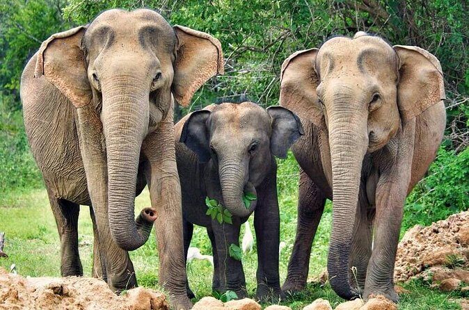 Yala National Park Safari from Ahungalla - The Role of the Guides and Trackers