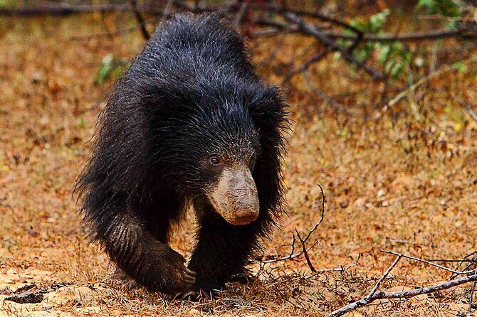 Yala National Park Safari from Ahungalla - Additional Details and Considerations