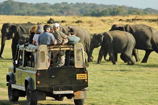 Yala National Park Safari from Ahungalla,Kosgoda,Bentota - A Close Look at the Experience