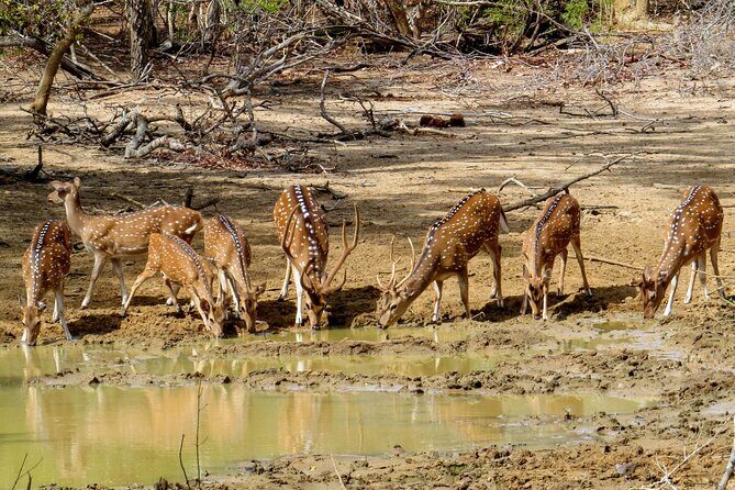 Yala National Park Safari from Bentota - Practical Tips for Tour Participants