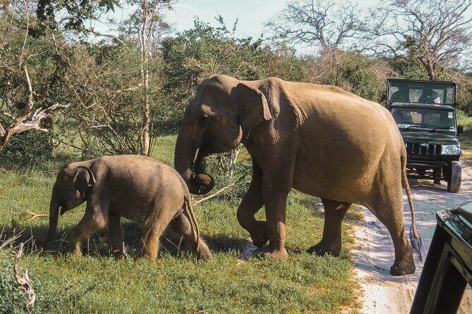 Yala National Park Safari from Bentota - Who Will Love This Tour?