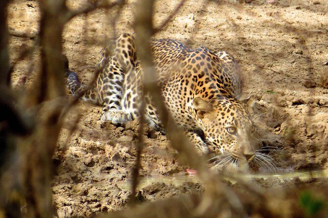 Yala National Park Safari from Bentota - Final Thoughts on the Yala Safari from Bentota