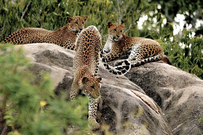 Yala National Park Safari from Bentota - FAQs