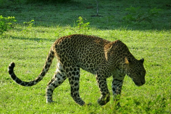 Yala National Park Safari from Ella - A Full-Day Safari Adventure in Yala National Park from Ella