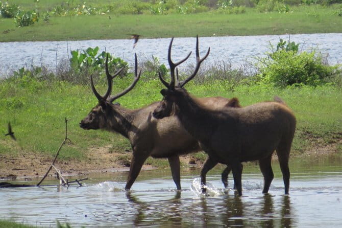 Yala National Park Safari from Ella - What Past Travelers Say