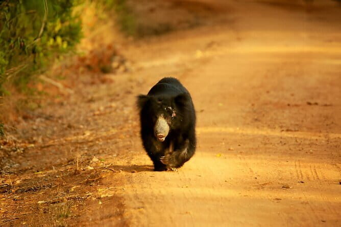Yala National Park Safari from Ella - The Sum Up
