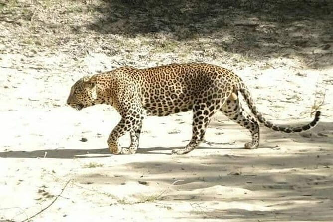 Yala National Park Safari from Ella - FAQs