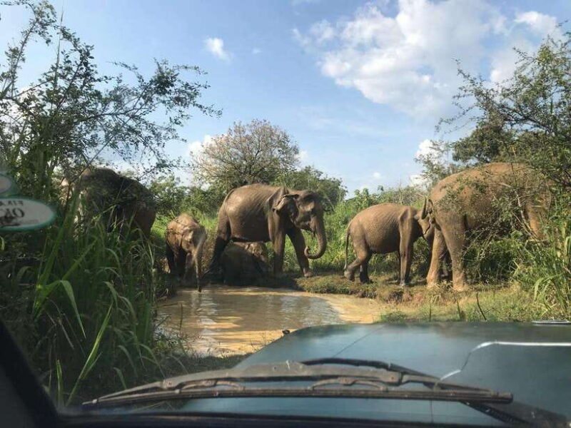 Yala National Park Safari from Ella (+ Jeep) - Key Points