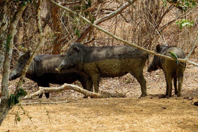 Yala National Park Safari from Galle - Yala National Park Safari from Galle: A Practical Guide for Wildlife Enthusiasts