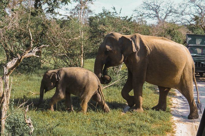 Yala National Park Safari from Galle - Detailed Breakdown of the Itinerary