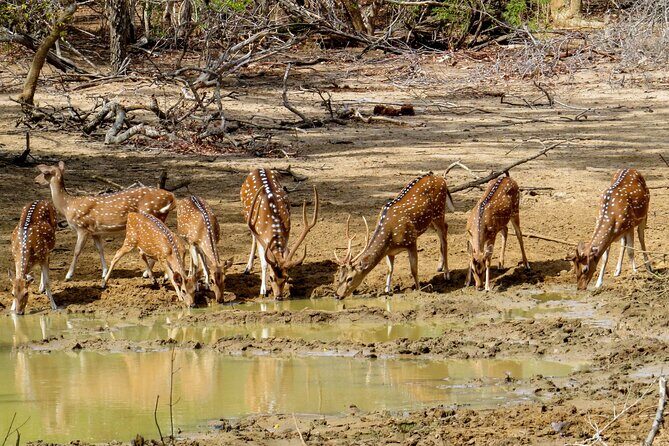 Yala National Park Safari from Galle - Who Is This Tour Best For?