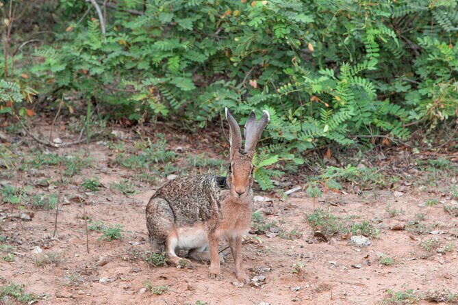 Yala National Park Safari from Galle - FAQ