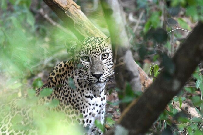 Yala National Park Safari from Galle - What Makes This Safari Valuable?